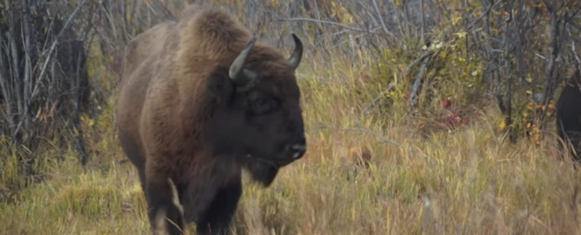 New film about permafrost preservation - INTERACT
